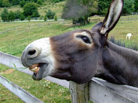 The Donkey Dick White Feather Medium