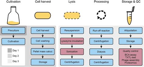 Bacterial Lysis Buffer Recipe Bryont Blog