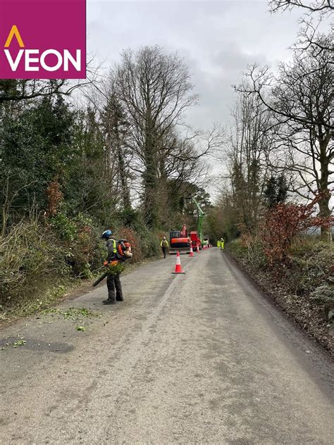 Tree Safety Tree Condition Assessment In Co Wicklow Veon