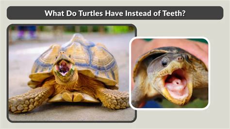 Do Turtles Have Teeth Mouth Structure Bites And Feeding