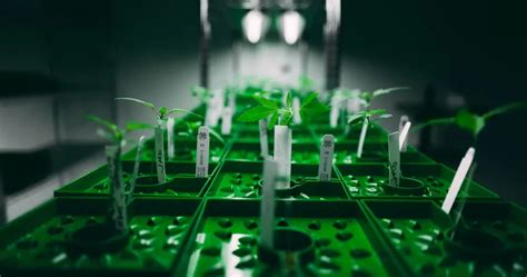 와사비는 식물 공장의 수경 재배로 자랄까 사실은 궁합이 좋습니다 Plantfactory Boost