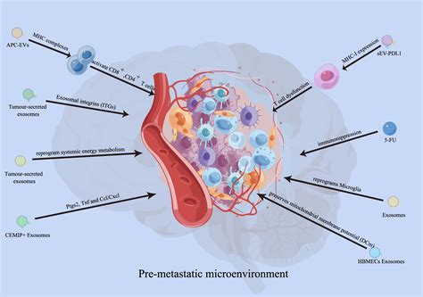 Frontiers Unveiling The Hidden Role Of Extracellular Vesicles In