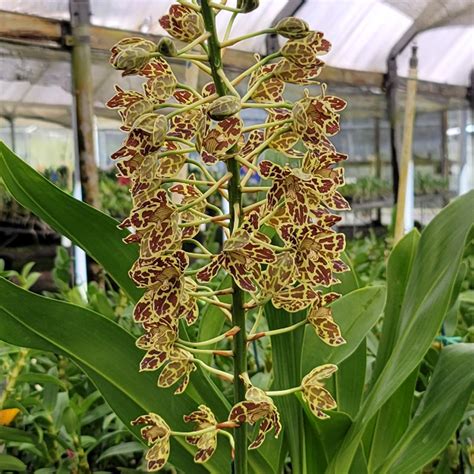 Grammatophyllum Scriptum Orchidweb