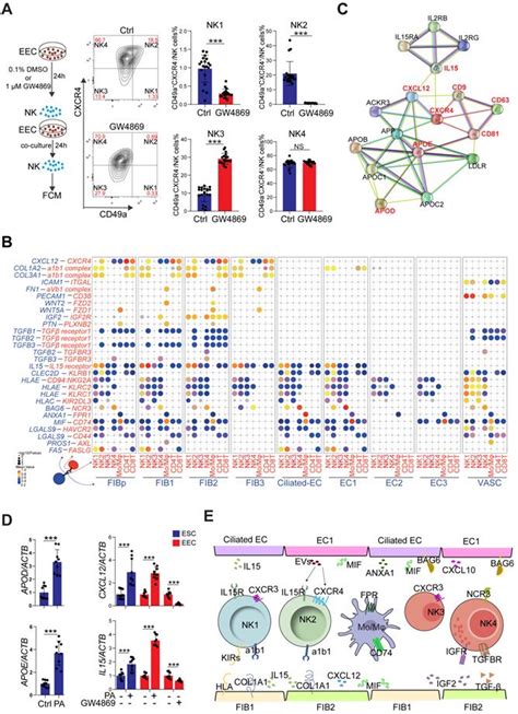 Single Cell Transcriptome Profiling Of The Human Endometrium Of