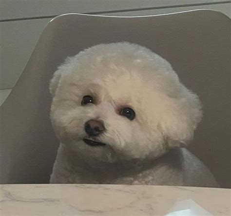 귀여운 비숑 프리제 강아지 사진