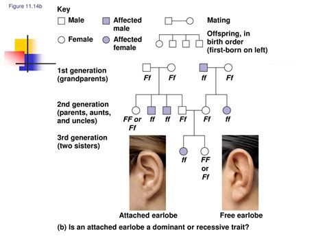 Chromosomes And Human Inheritance Ppt Download