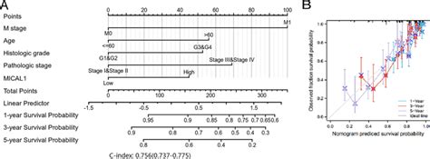 Prediction Model Of Nomogram Construction A A Nomogram For Predicting
