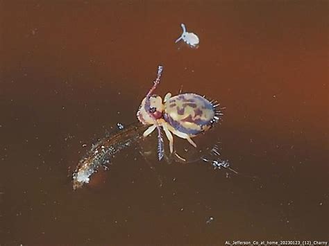 Globular Springtail Bugguide Net