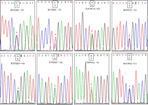 Representative Results Of Dna Sequencing Analysis Of Pah Gene Mutation Download Scientific Diagram