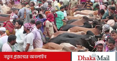 নওগাঁয় জমজমাট কোরবানির পশুর হাট দাম নিয়ে মিশ্র প্রতিক্রিয়া