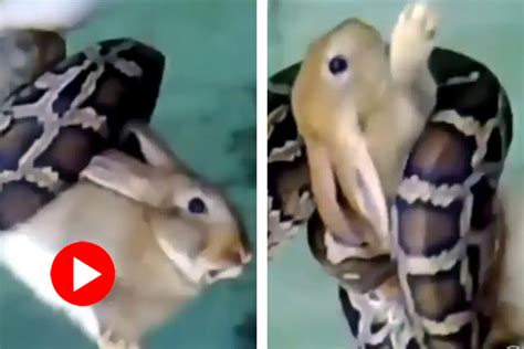Viral Video Video Of Python Attacks Rabbit Goes Viral Dgtl Anandabazar