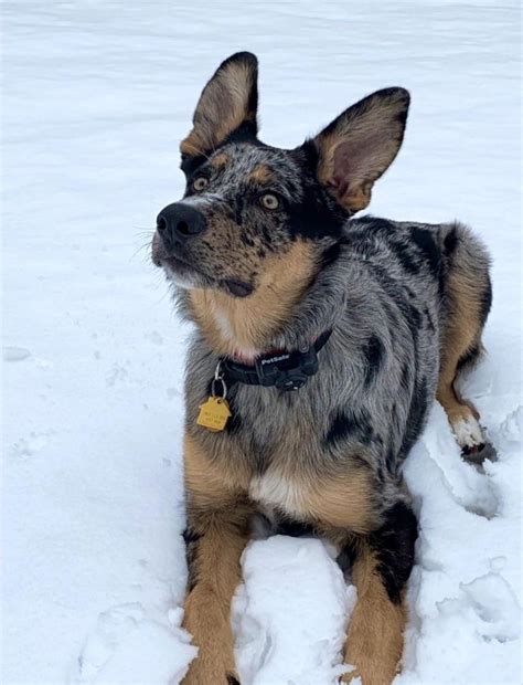 Shollie Dog Breed Information All You Need To Know Dog Product Picker