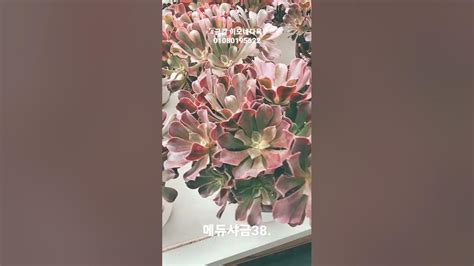 금강 이모네다육 Youtube