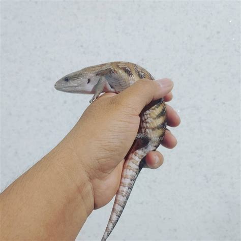 노던 블루텅 스킨크 분양 도마뱀 분양 경남 김해 파충류샵 마린렙타일 네이버 블로그