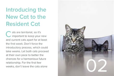 How To Introduce Cats To New Environments