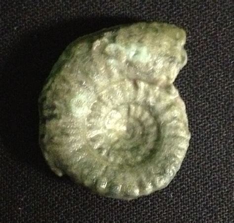 Jisc Gb 3d Type Fossils Online September 2013