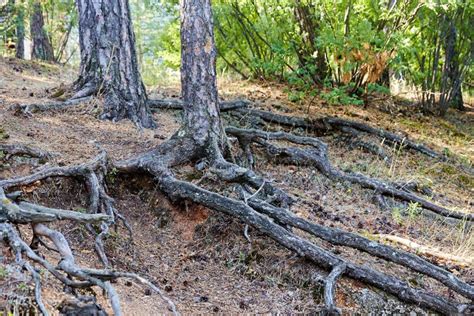 Tree Roots Sticking Out Of The Ground Stock Photo Image Of Green Ground