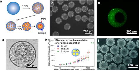 Fabrication Of Core−shell Structured Collagen Capsules By Using W W W