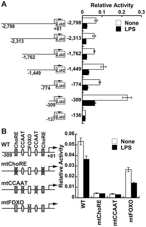 Essential Roles For Chores And Ccaat Boxes In The Txnip Promoter A