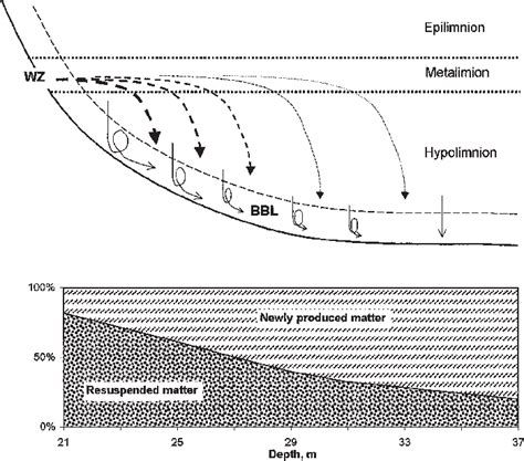 Hypothetical Scheme Of Bottom Sediment Formation In A Stratified Lake