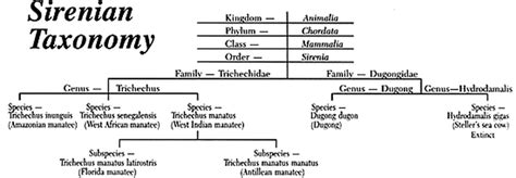 Manatee Classification Chart