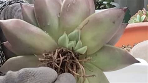 무름이 와서 뽑았더니 자구를 이쁘게 달고 있어서 너무 이쁘네요 기쁨마음으로 분갈이 하기~~~~💕 Youtube