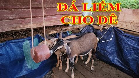 Đá liếm trong chăn nuôi dê Farm life VN YouTube