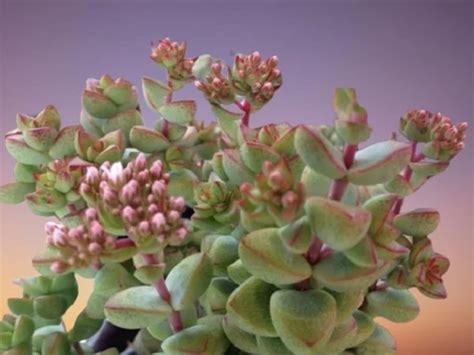Crassula Brevifolia Crassula Pearsonii Indoor Care And Propagation