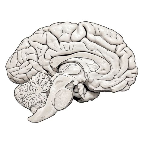 22 Cerebro Corte Sagital Royalty Free Photos And Stock Images