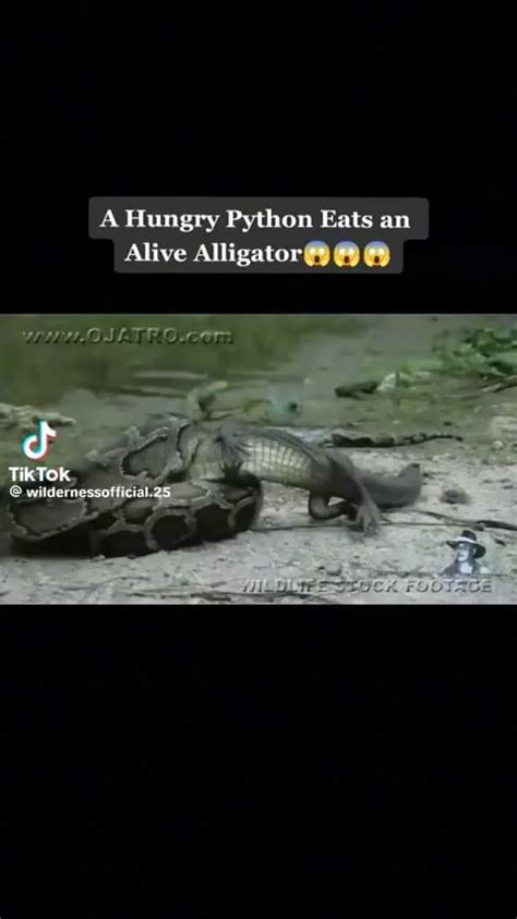 Python Eats Alligator Alive R Natureisfuckingmetal
