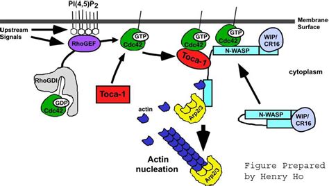 Cytoskeletal Proteins
