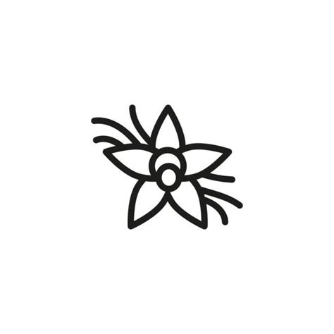 47500 Vanilla Bean Stock Illustrations Royalty Free Vector Graphics
