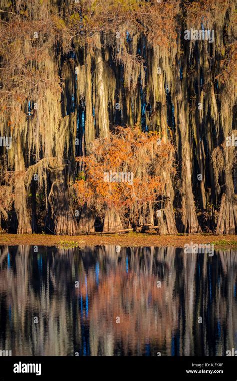 Caddo Lake Is A Lake And Wetland Located On The Border Between Texas