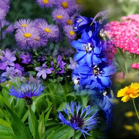 Plum Tree Pollination Groups Chart Uk Ashridge Nurseries