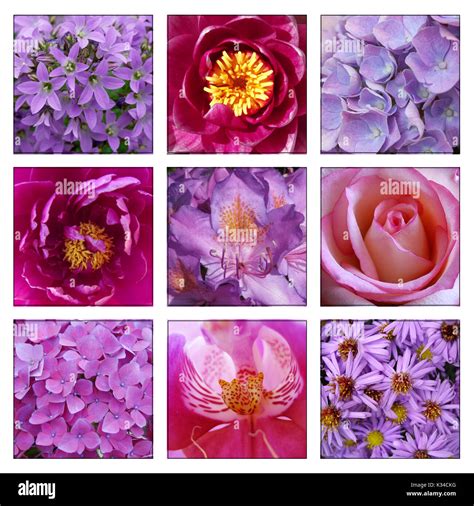 Types Of Pink And Purple Flowers At Roberta York Blog