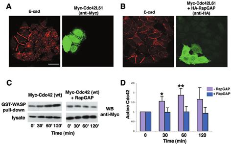 Role Of Rap And Cdc42 In E Cadherin Localization A And B