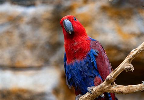 Bird Parrot Ornithology Free Photo On Pixabay Pixabay