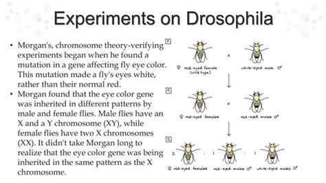 Chromosomal Theory Of Inheritance Pptx