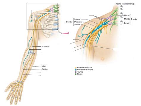Brachial Plexus Diagram Quizlet