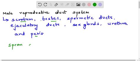 SOLVED Outline The Male Reproductive Duct System And Explain Thefunction Of Each Component
