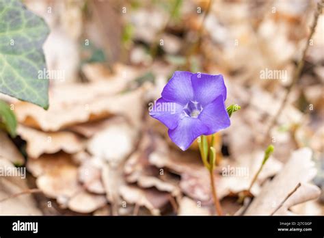 Vinca Minor Periwinkle Dwarf Periwinkle Small Periwinkle Common