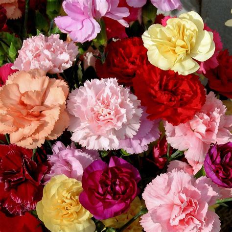 Dianthus Caryophyllus Cv Carnation Dwarf Fragrance Mix Seed X50 Ole