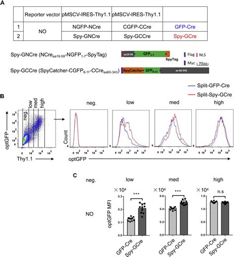 A Split Cre System Designed To Detect Simultaneous Expression Of Two Genes Based On Spytag