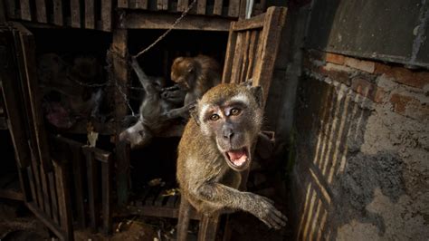 Макаците се самозадоволяват с каменни секс играчки в Индонезия Новинибг