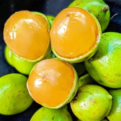 About The Jamaican Guinep Fruit Resort Caribbean In 2024 Jamaicans