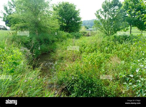 Riparian Buffer Growth And Stream Side Fencing Along Banks Of Swarr Run
