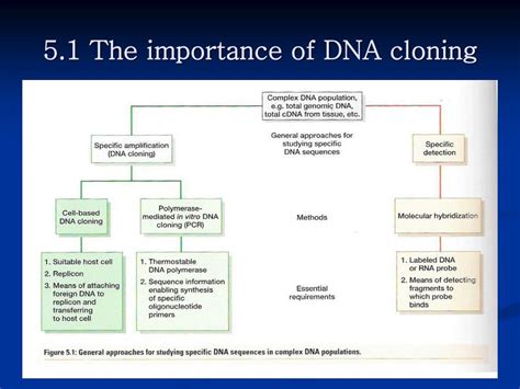 Ppt Chapter Five Amplifying Dna Pcr And Cell Based Dna Cloning Powerpoint Presentation Id