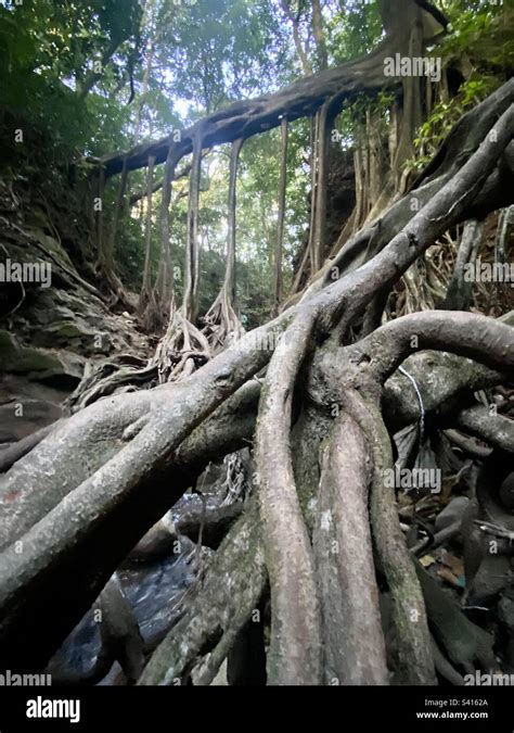 The Incredible Root System Of Ficus La Riaz In The Forest Near Monteverde In Costa Rica Stock