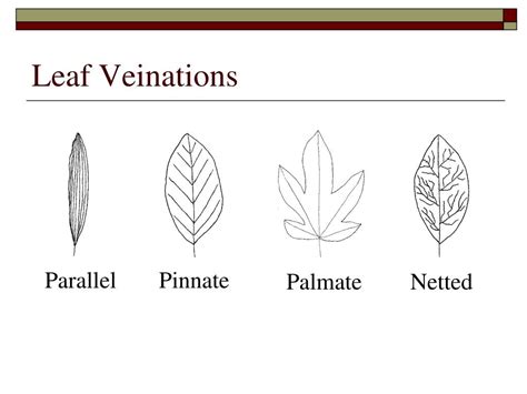 Ppt Morphology Of Range Plants Powerpoint Presentation Free Download Id 357928
