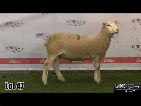 Lot 047 Youtube